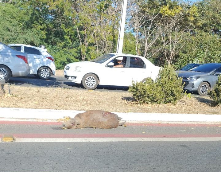 Capivara é encontrada morta na avenida Piauí, em Timon - Elias Lacerda